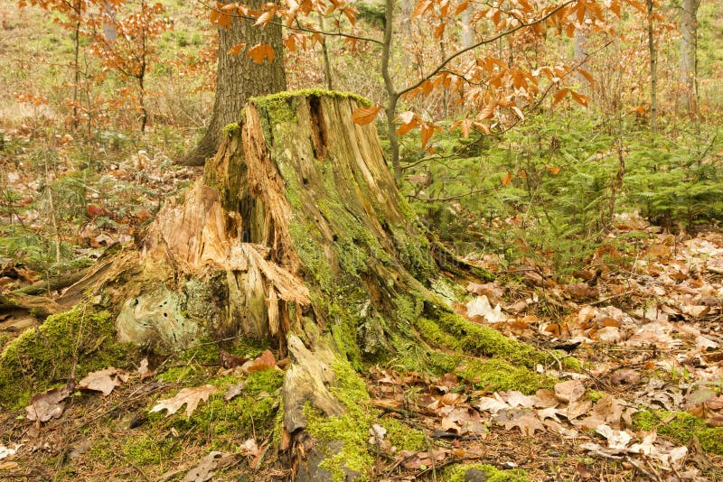 Rotten stump stock photo. Image of woods, falling, outdoors - 85570724