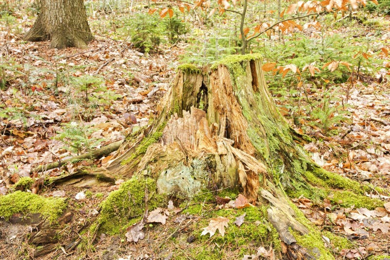 Rotten tree trunk stock image. Image of showing, edge - 79840753