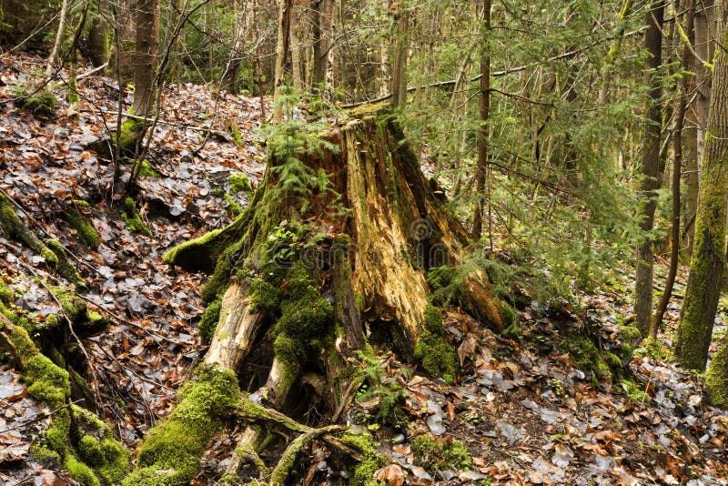 Rotten stump stock image. Image of roots, ancient, outdoors - 85570753