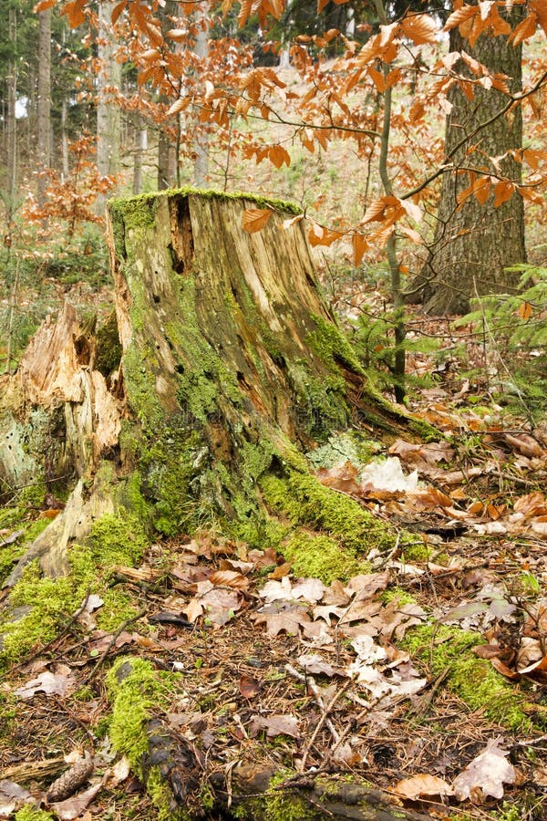 Rotten stump stock photo. Image of large, park, forest - 85570848