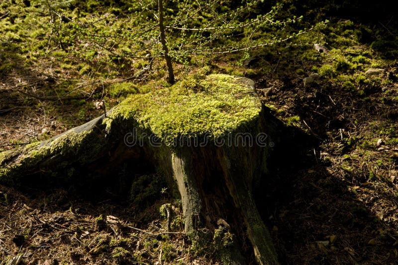 Rotten stump stock image. Image of forest, woods, park - 85570951