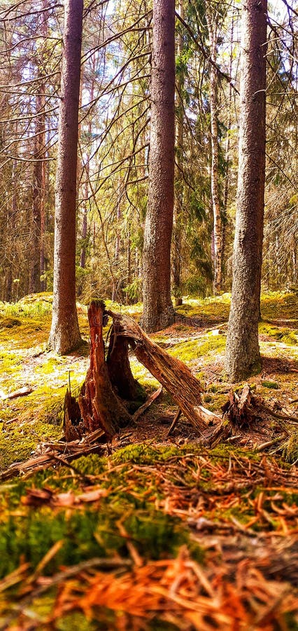 The Rotten Stump stock photo. Image of tree, deciduous - 227501022