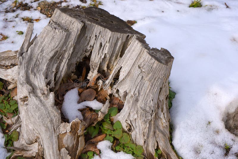 A rotten stump in the snow stock photo. Image of tree - 306529434