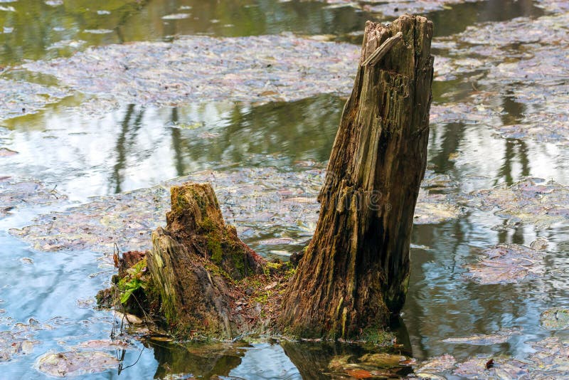 Rotten Stump on Water Surface Stock Photo - Image of plant, tree: 94472578
