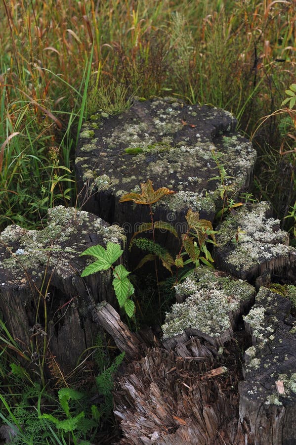 Rotten Stumps and Fresh Growth Stock Image - Image of color, landscape ...