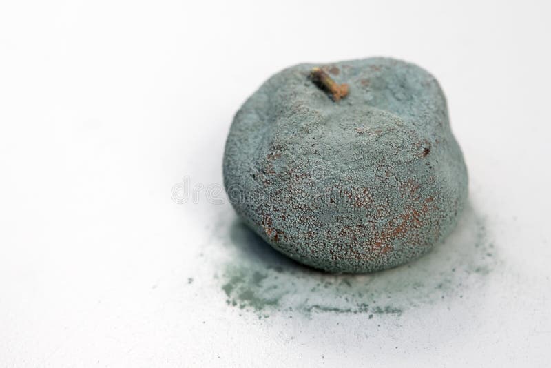 33,575 Clementine Stock Photos - Free & Royalty-Free Stock Photos from ...