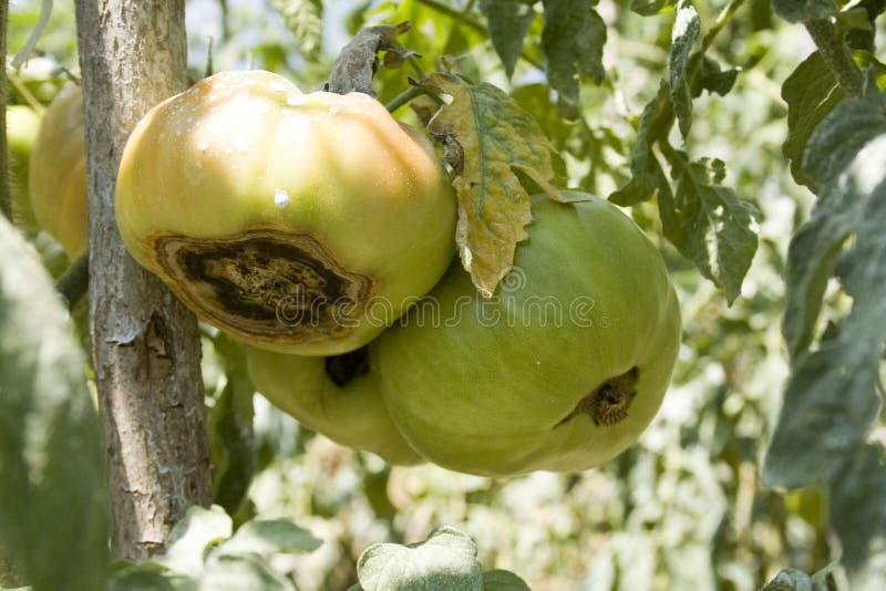 Rotten tomato stock image. Image of details, tomatoes - 38248725