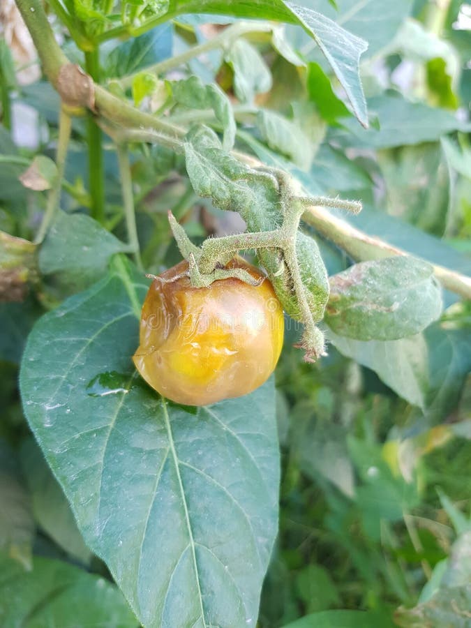 Rotten Tomato on the Branch Stock Photo - Image of fruit, rotten: 228987392