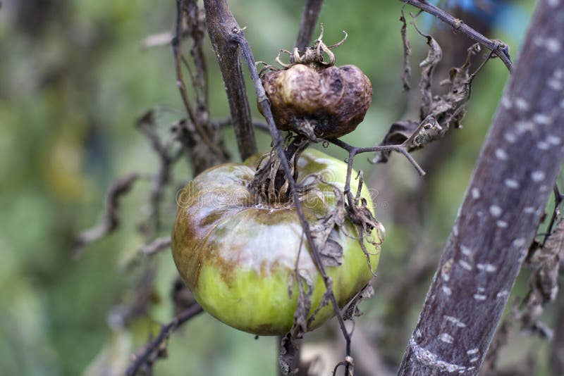 Rotten tomato stock image. Image of green, brown, closeup - 35308193