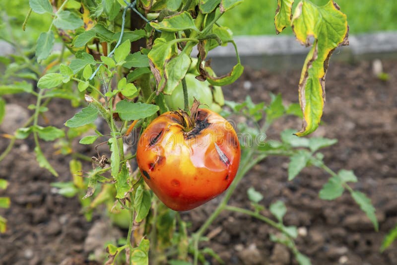 Rotten Tomato Decomposition Isolated. Mouldy Tomato on White Stock ...