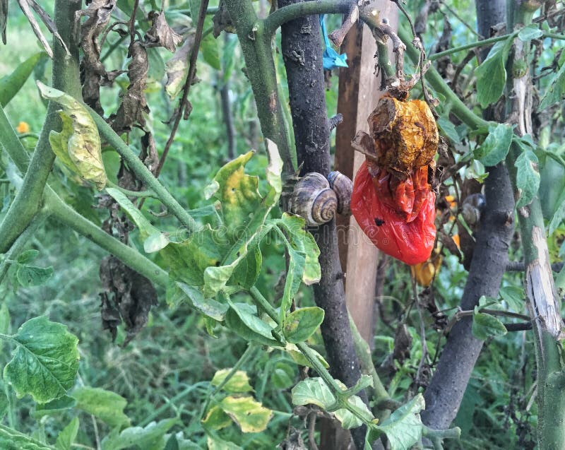 Rotten tomato on garden stock photo. Image of season - 107176606