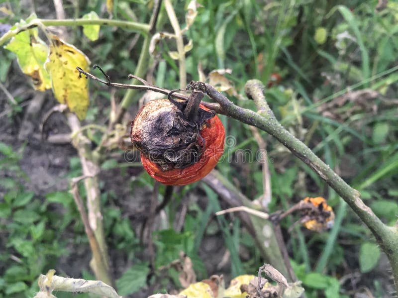 Rotten tomato on garden stock image. Image of organic - 107176845