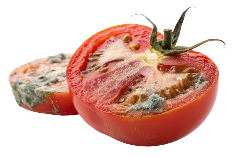 Rotten Tomato Half with Mold and Decayed Texture for Food Waste and ...