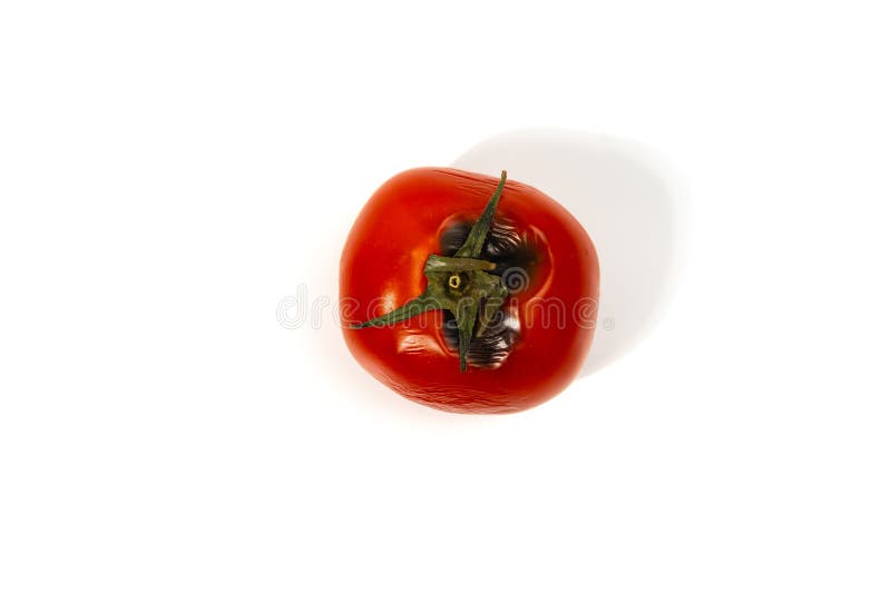 Rotten Tomato Isolated on White Background Stock Image - Image of ...