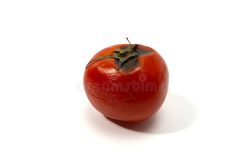 Rotten Tomato Isolated on White Background Stock Image - Image of ...