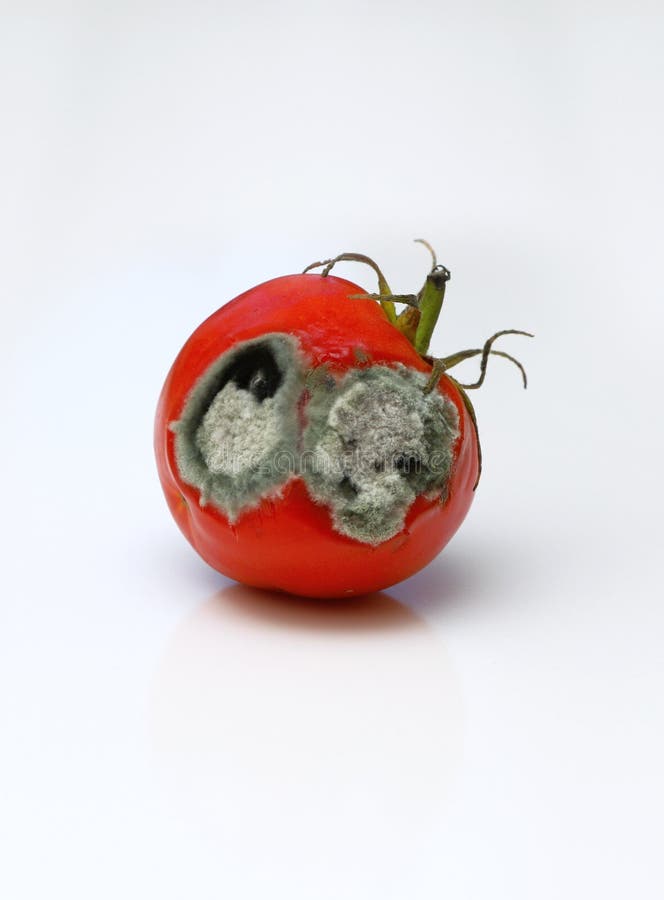 Rotten Tomato Isolated on White Stock Photo - Image of fermentation ...