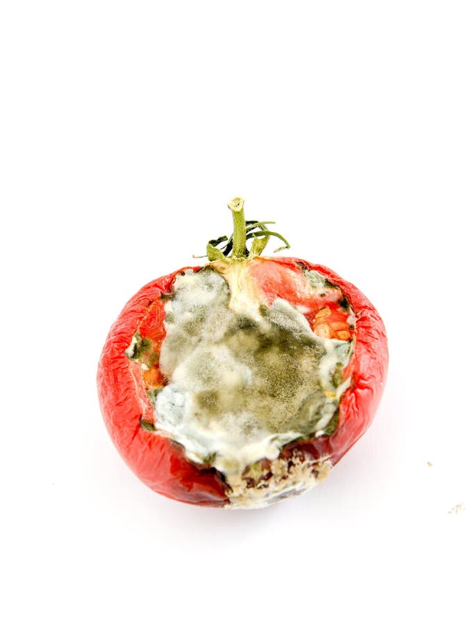 Rotten Tomato Isolated on White Stock Photo - Image of tomato ...