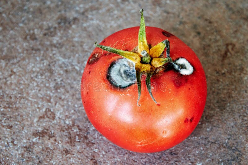 Rotten Tomato on the Kitchen Table Stock Photo - Image of fungal ...