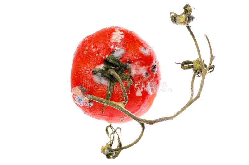 Rotten Tomato Decay Spoilage Stock Photos - Free & Royalty-Free Stock ...