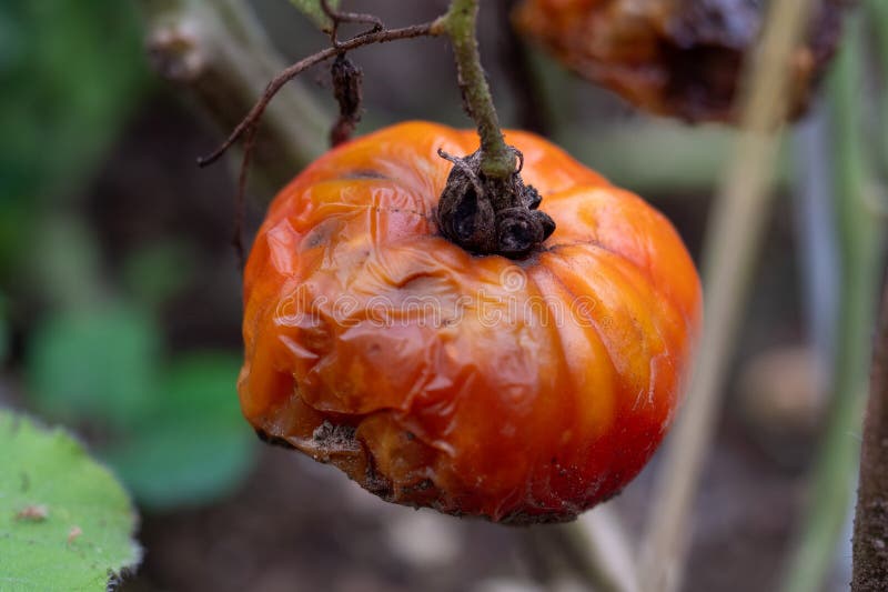 Rotten Tomato Decomposition Isolated. Mouldy Tomato on White Stock ...