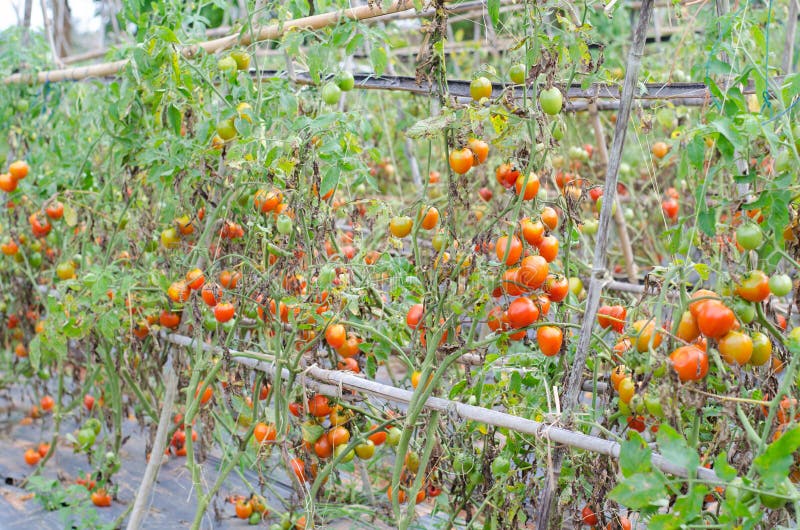 Rotten tomato stock image. Image of green, outdoors, nature - 75754569