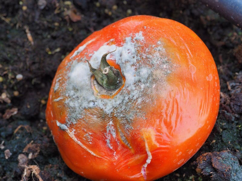 Rotten Tomatoes stock image. Image of damaged, ripe, ruined - 61028961