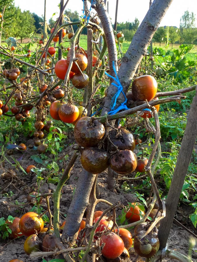 Rotten Tomatoes stock image. Image of damaged, ripe, ruined - 61028961