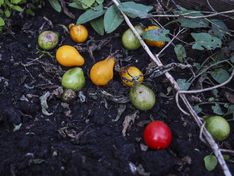 Rotten tomatoes stock photo. Image of ripe, peel, spoil - 60306412