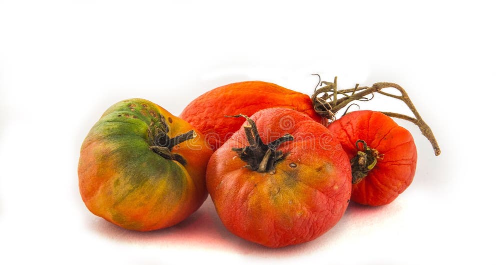 Rotten tomatoes stock image. Image of present, unnatural - 61328605