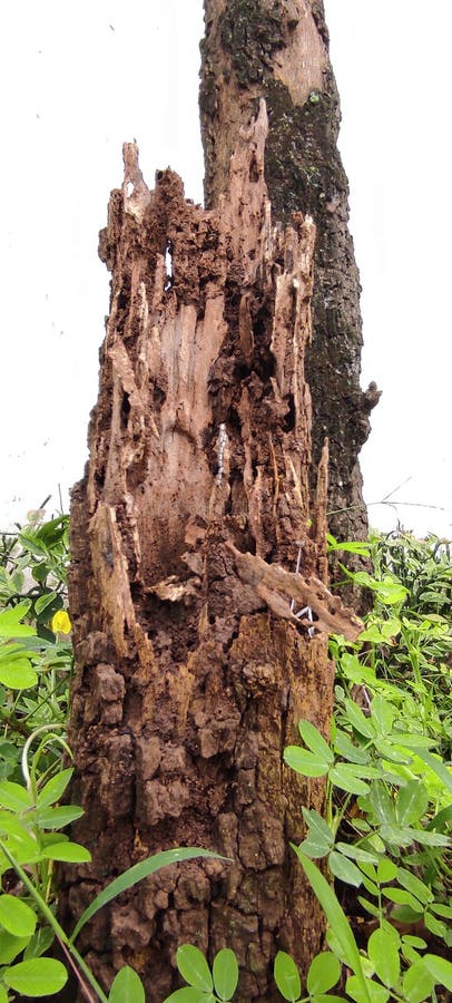 Rotten tree at backyard stock image. Image of brown - 209256475