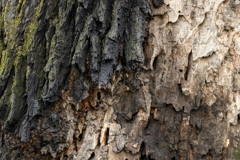 Rotten tree bark texture stock image. Image of fiber - 214229893