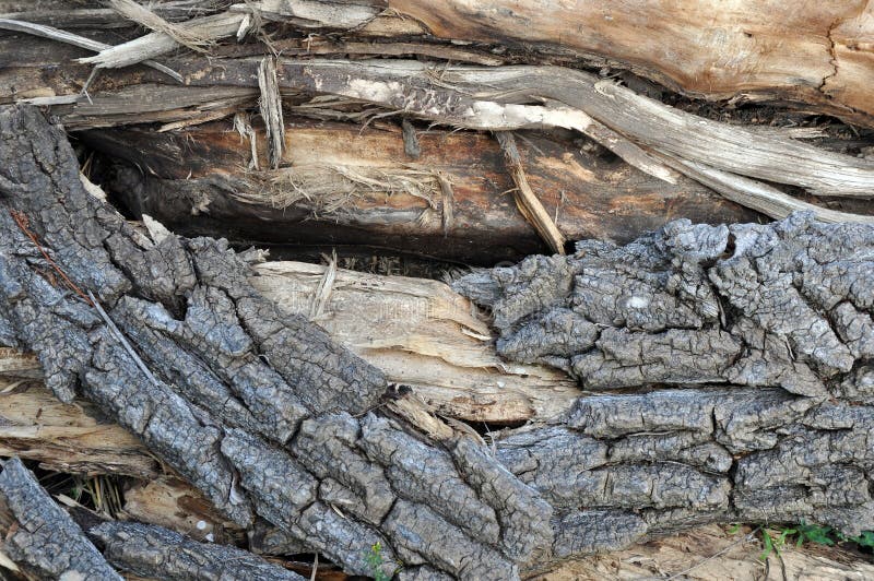 Rotten tree stock photo. Image of bark, rough, forest - 55922848