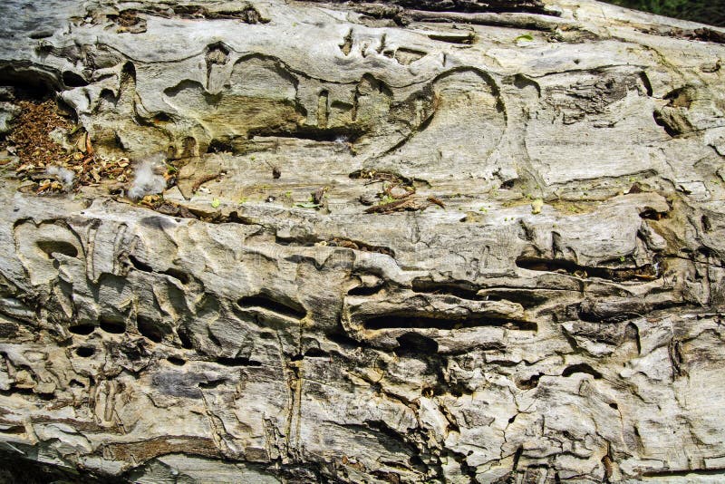 Rotten tree stock photo. Image of cracked, colored, lumber - 95127620