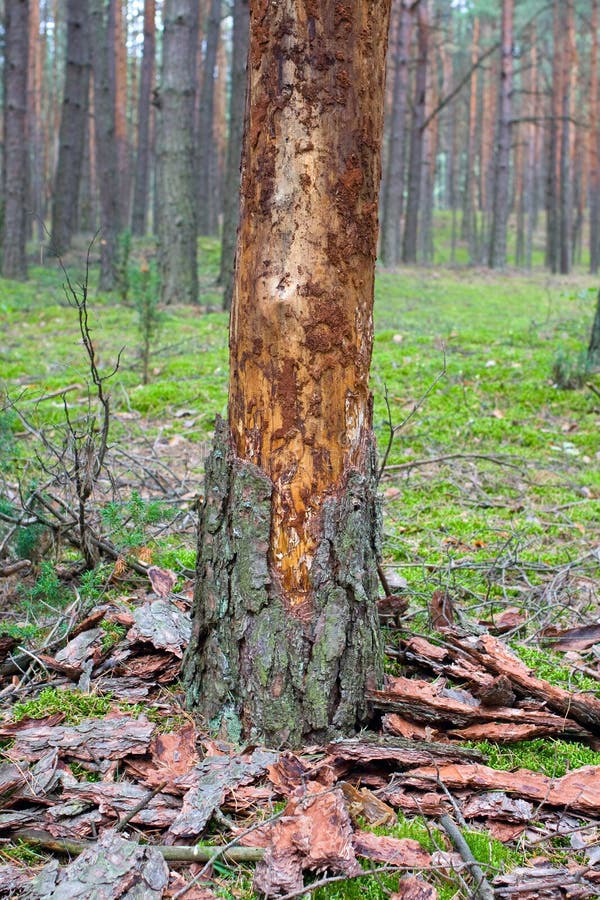 Rotten tree stock image. Image of lifeless, environment - 31195323