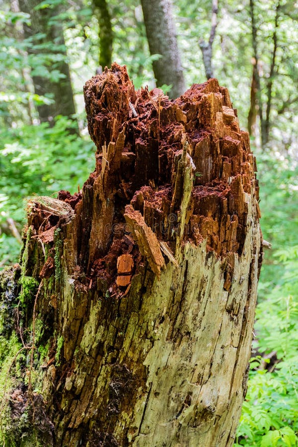 Rotten tree in the forest stock photo. Image of fell - 224620388