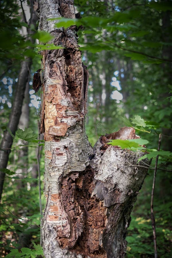 Rotten tree stock photo. Image of forest, water, wood - 88528188