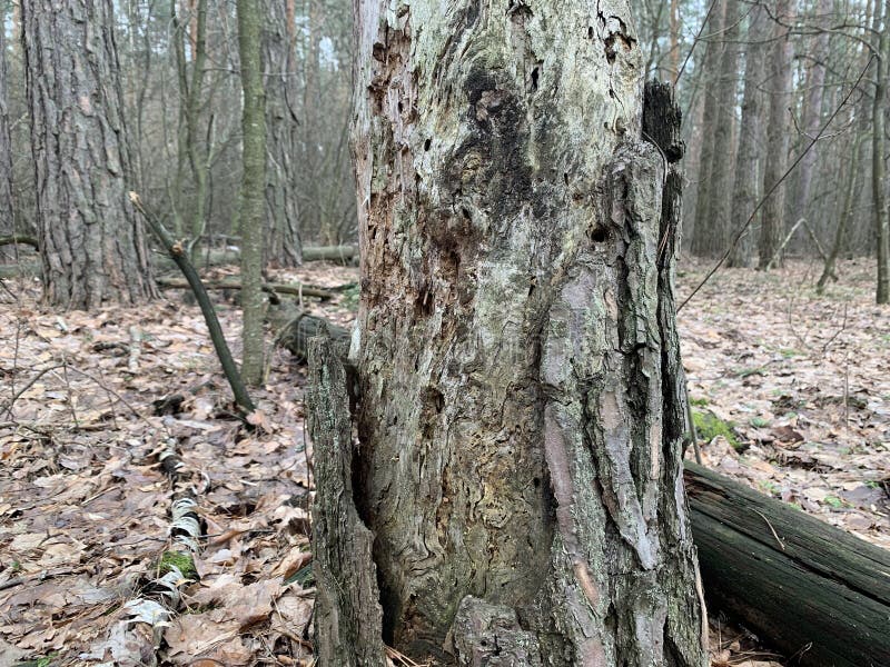 Rotten Tree in the Forest. Old Dry Tree Trunk. Dead Forest Plant Stock ...
