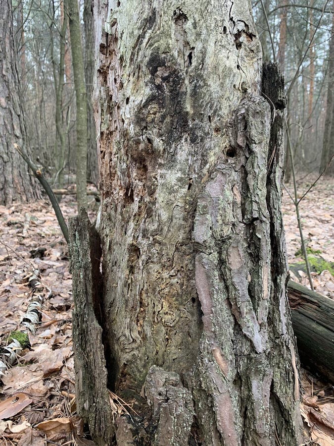 Rotten Tree in the Forest. Old Dry Tree Trunk. Dead Forest Plant Stock ...