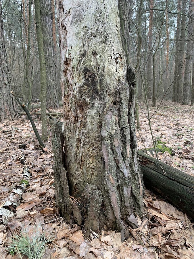 Rotten Tree in the Forest. Old Dry Tree Trunk. Dead Forest Plant Stock ...