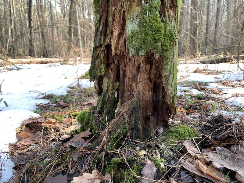 Rotten Tree in the Forest. Old Dry Tree Trunk. Dead Forest Plant among ...
