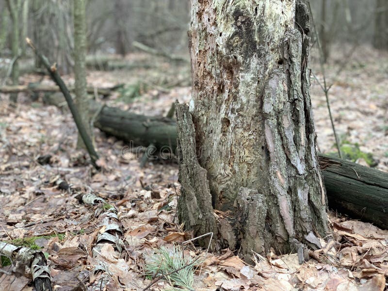 Rotten Tree in the Forest. Old Dry Tree Trunk. Dead Forest Plant among ...