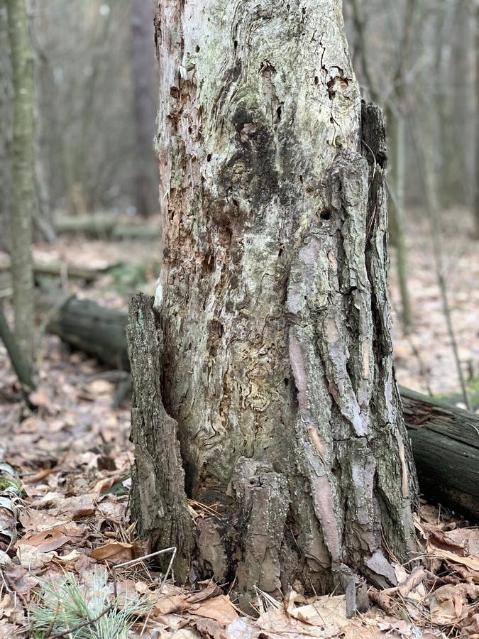 Rotten Tree in the Forest. Old Dry Tree Trunk. Dead Forest Plant among ...