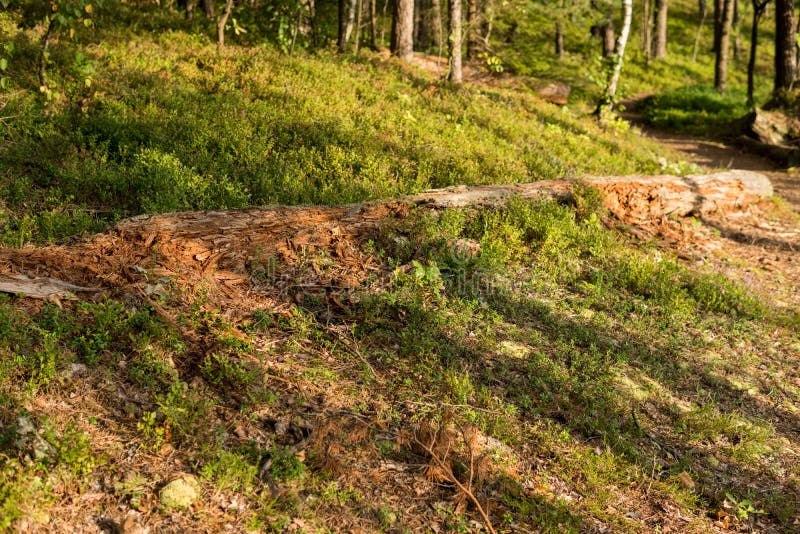 Rotten tree on the ground stock image. Image of people - 166518189