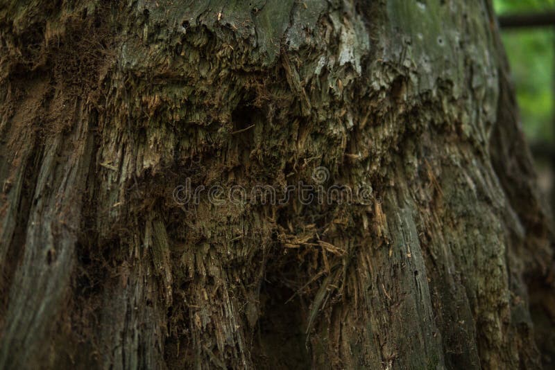 Rotten tree on the ground stock image. Image of nature - 166518647