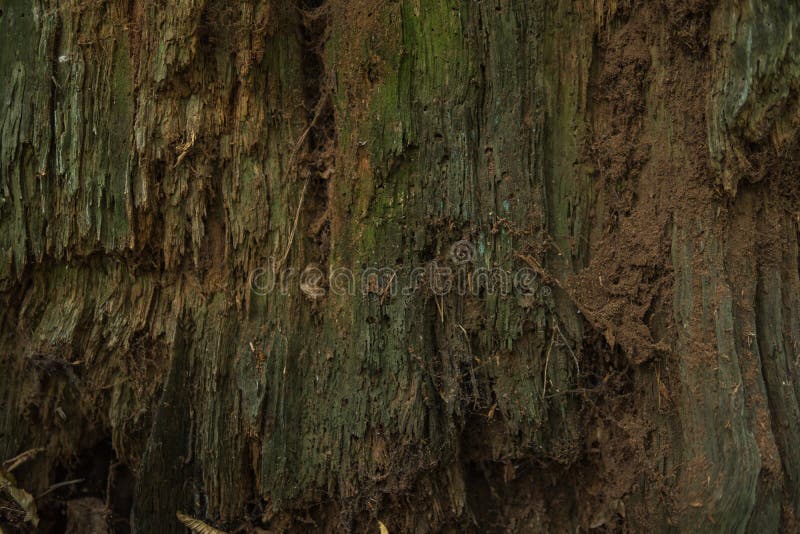 Rotten tree on the ground stock image. Image of wild - 166518723