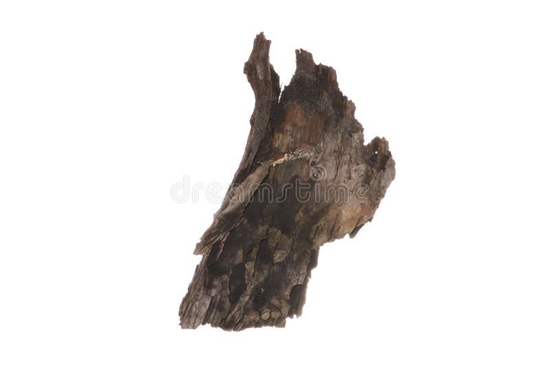 Rotten Tree Isolated on White Background Stock Image - Image of ...