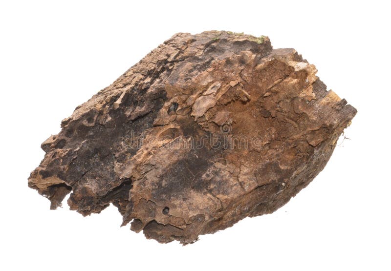 Rotten Tree Isolated on White Background Stock Image - Image of fire ...