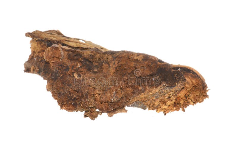 Rotten Tree Isolated on White Background Stock Image - Image of ...