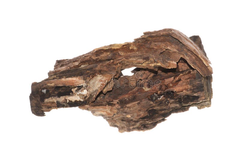 Rotten Tree Isolated on White Background Stock Photo - Image of rotten ...