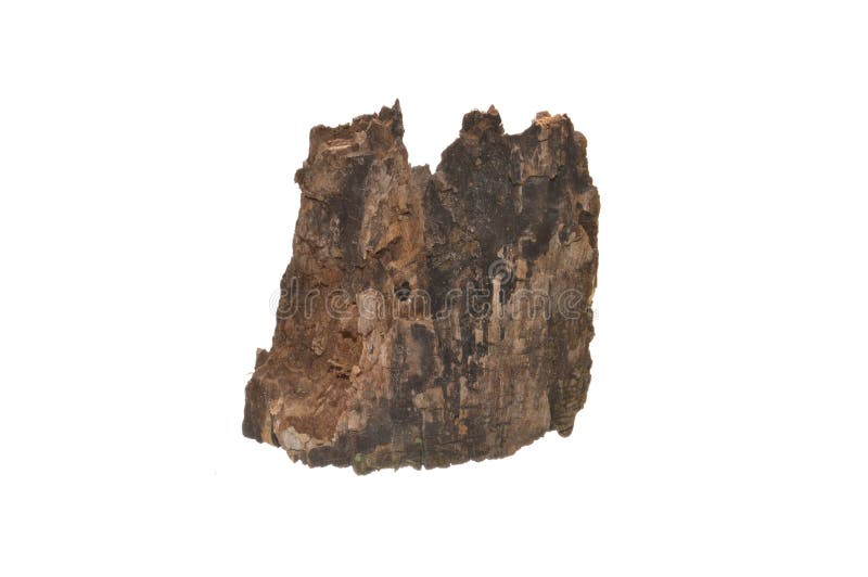 Rotten Tree Isolated on White Background Stock Image - Image of fire ...